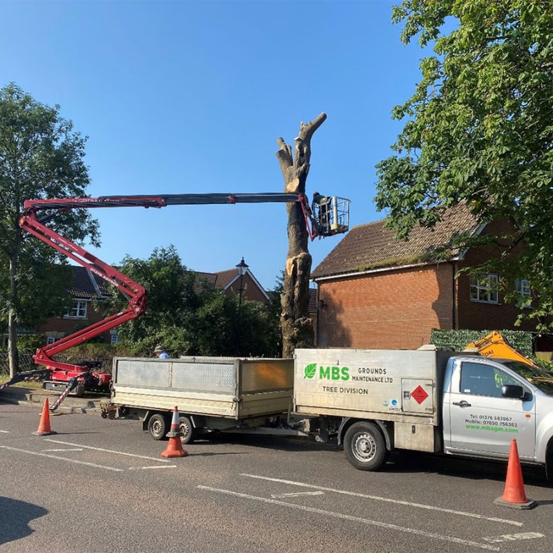 Tree Surgery - MBS Ground Maintenance